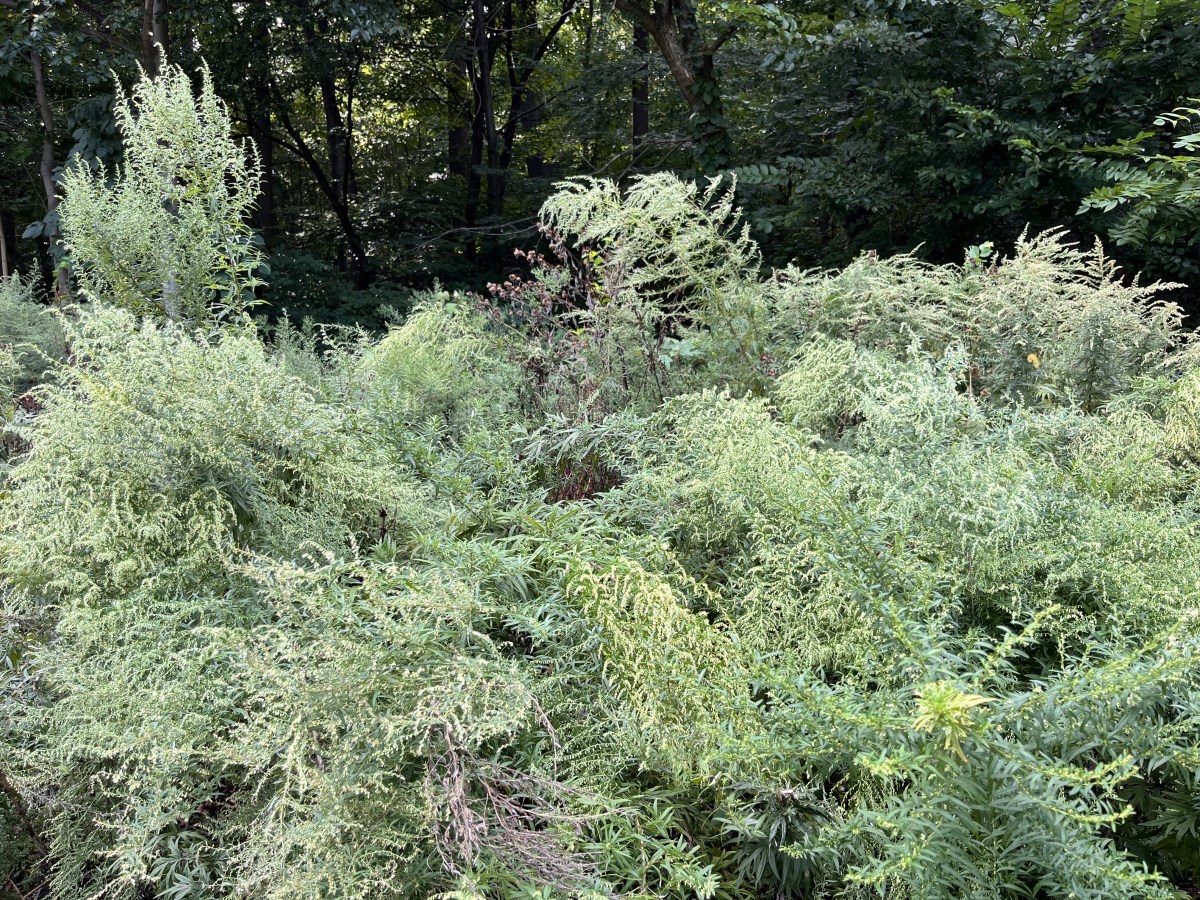 Finding your center as the veil grows thin – Inward Vision